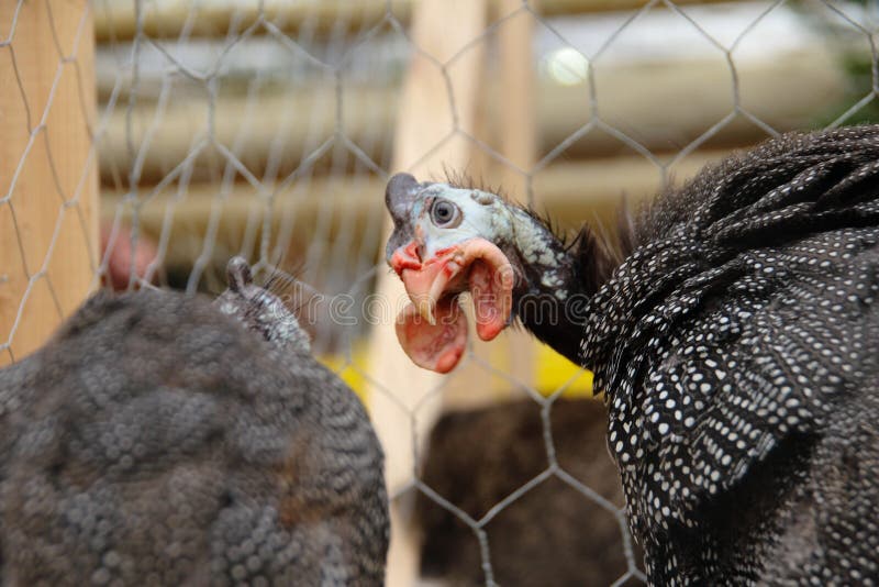 Faraone Del Cappone Del Pollo Fotografia Stock - Immagine di uovo ...