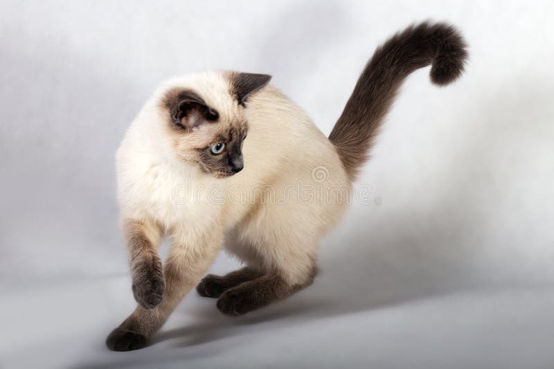 Katze Bewegung Stockfotos und Bilder - Laden Sie 4,991 lizenzfreie ...