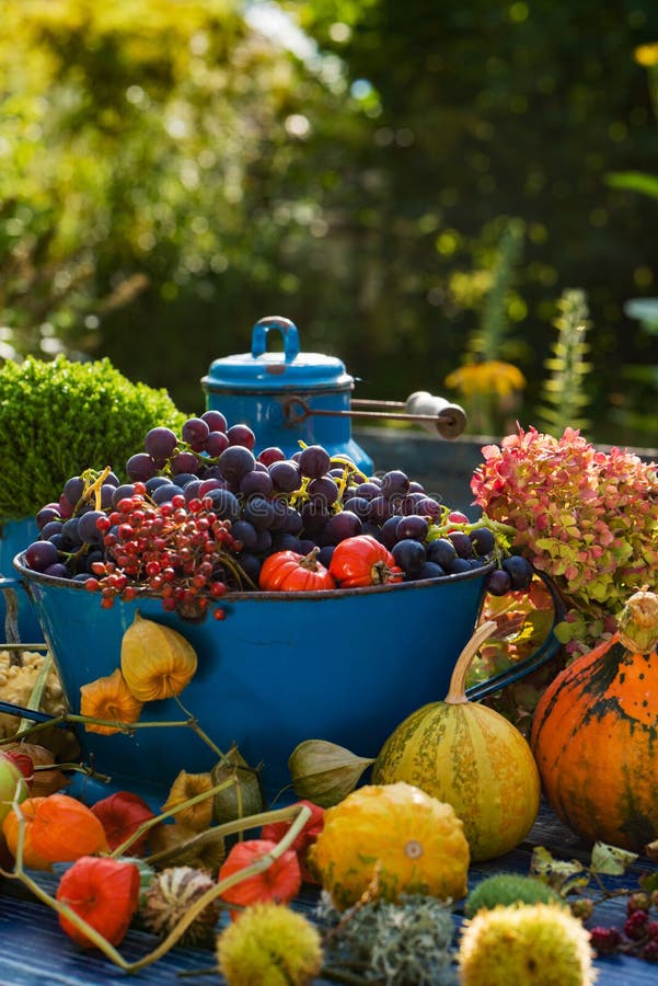 Colorful Harvest Time in the Garden Stock Image - Image of harvesting ...