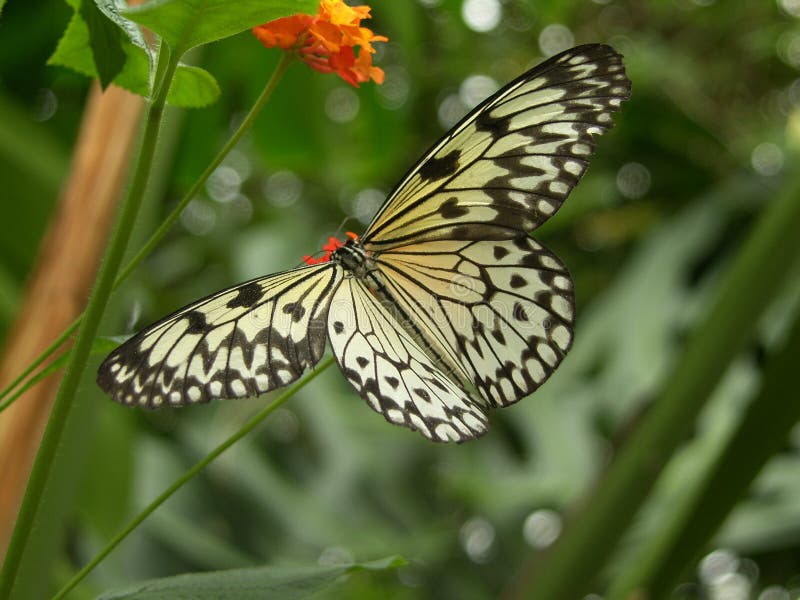 Farfalla Immagine. Immagine: 1160148