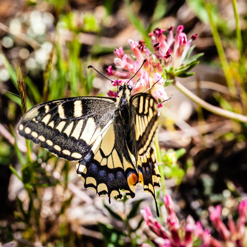 Farfalla Di Macaone Che Riposa Su Un Fiore Della Cipolla Selvatica La ...