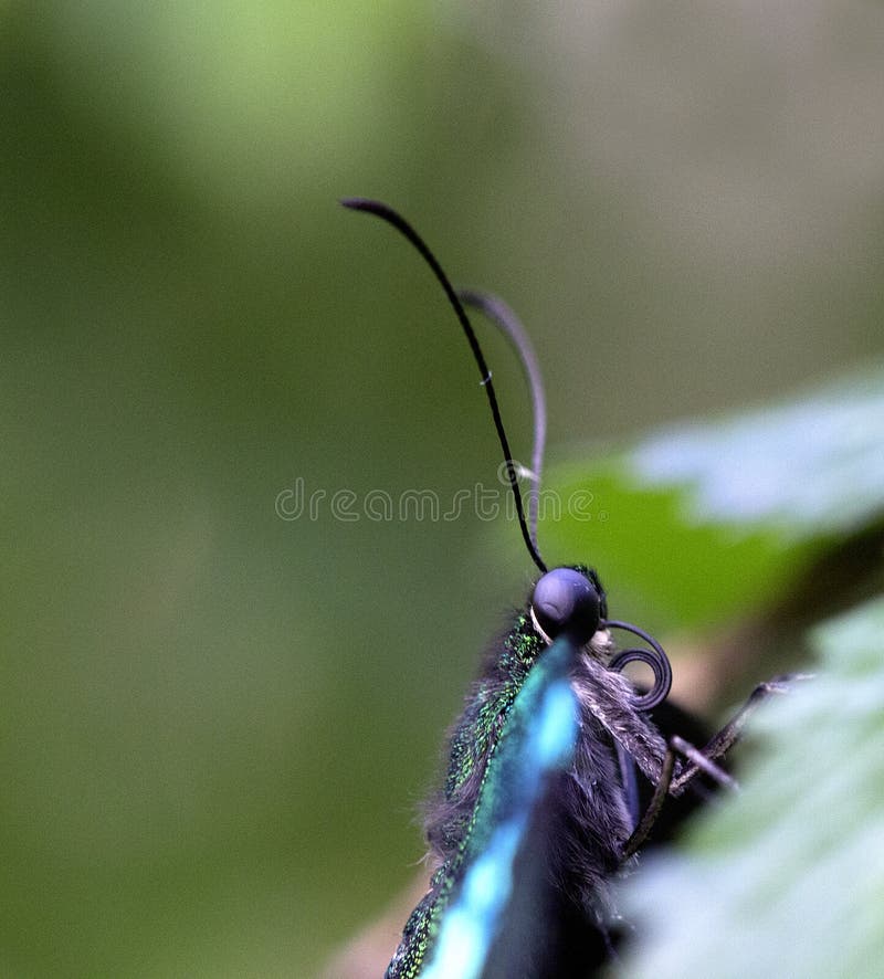 Farfalla immagine stock. Immagine di smeraldo, lustro - 49777821