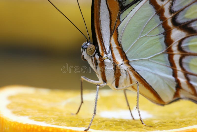 Farfalla Che Mangia Un Arancio Fotografia Stock - Immagine di giunto ...