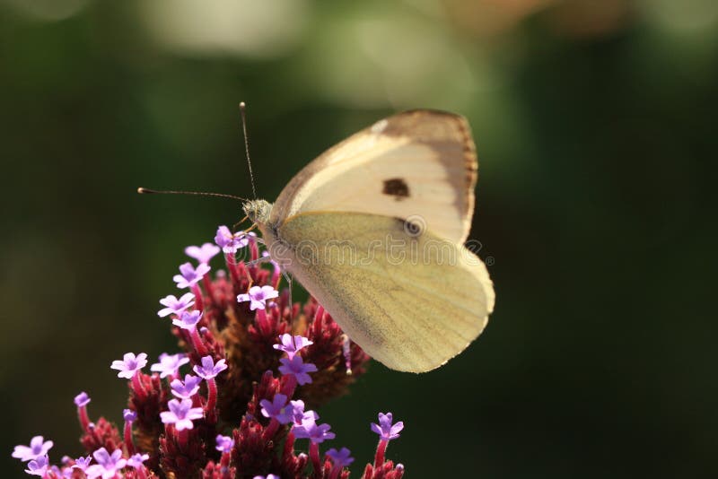 Farfalla bianca immagine stock. Immagine di valle, bianco - 27481565