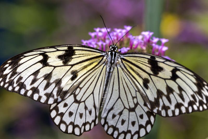 Farfalla bianca fotografia stock. Immagine di fiore, farfalla - 42203768