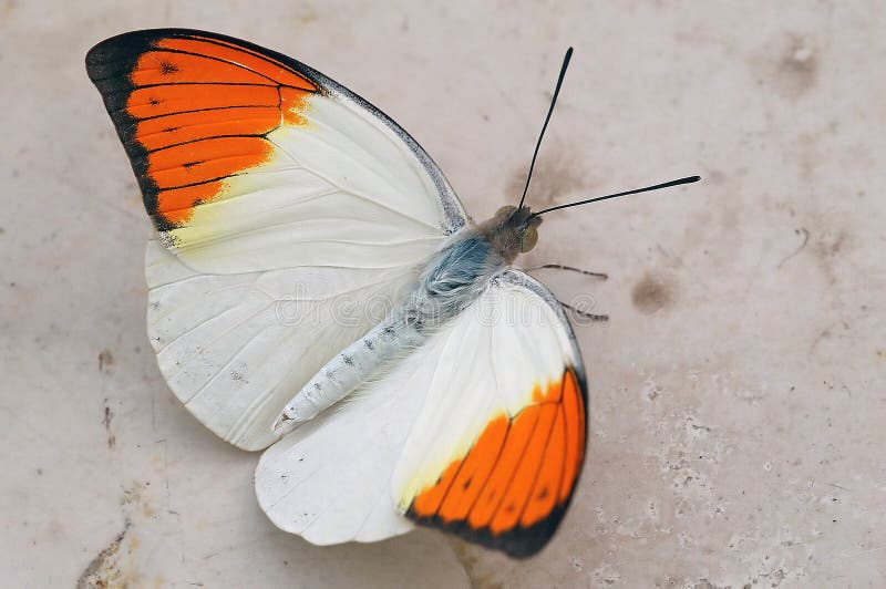 Farfalla Bianca & Arancione Immagine Stock - Immagine di vivere, sfondo ...