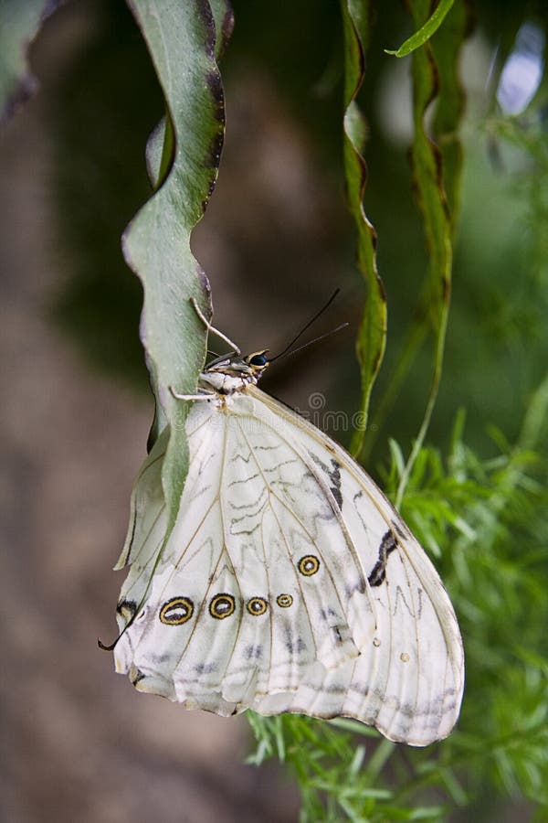 Farfalla bianca di Morpho fotografia stock. Immagine di farfalla - 14071228