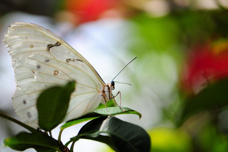 Farfalla bianca di Morpho fotografia stock. Immagine di sfondo - 24141546