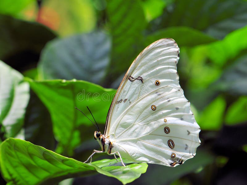 Farfalla Bianca Di Morpho (polyphemus Di Morpho) Immagine Stock ...