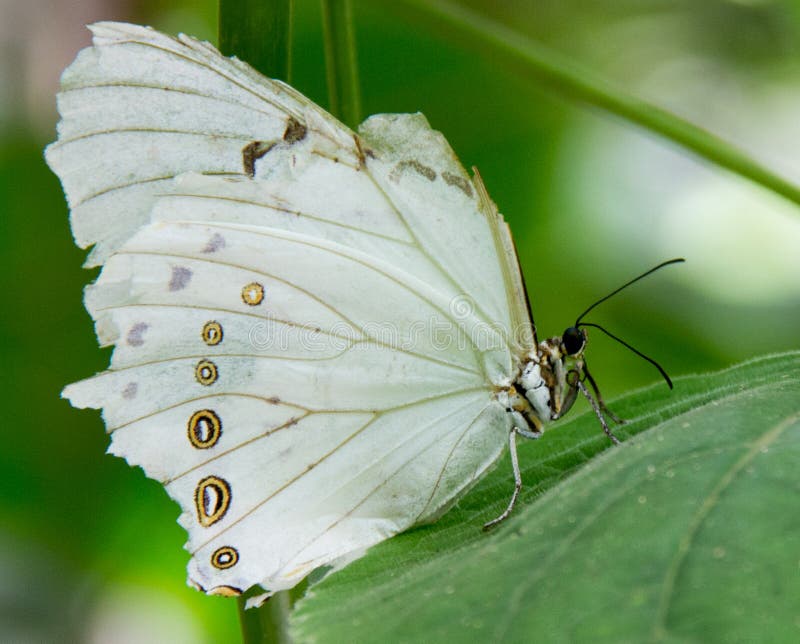 Farfalla Bianca Di Morpho - Polyphemus Di Morpho Immagine Stock ...