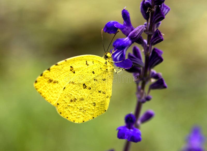 Farfalla bianca gialla fotografia stock. Immagine di sfondo - 11594658