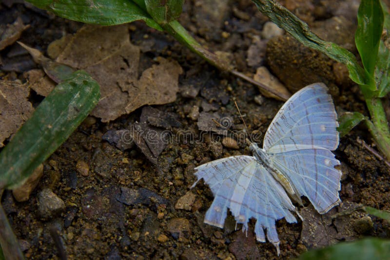 Farfalla bianca morta immagine stock. Immagine di solitudine - 33475665