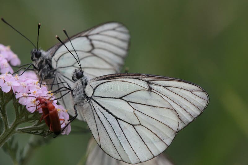 Farfalla Bianca Nero-venata - Crataegi Di Aporia Fotografia Stock ...
