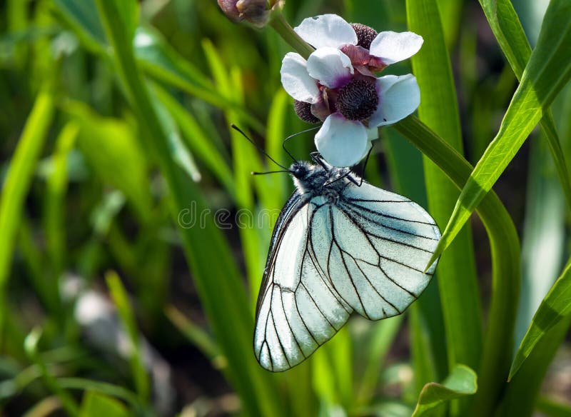 Farfalla Bianca Nero-venata Su Un Fiore Bianco Fotografia Stock ...