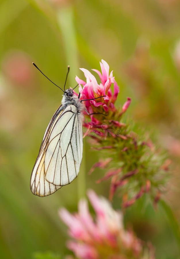 Farfalla Bianca Nero-venata Sul Fiore Del Trifoglio Fotografia Stock ...