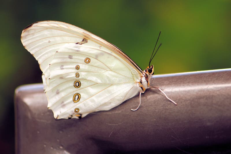 Farfalla Bianca Rara Di Morpho Fotografia Stock - Immagine di bello ...