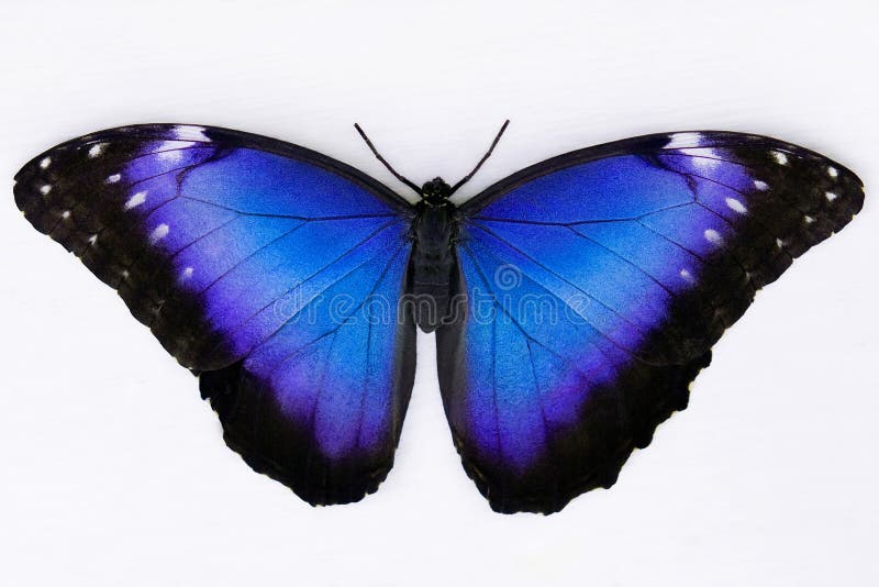 Farfalla Blu immagine stock. Immagine di bello, farfalla - 25130739