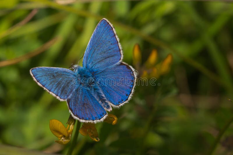 Farfalla Blu Comune Del Maschio, Polyommatus Icaro Immagine Stock ...