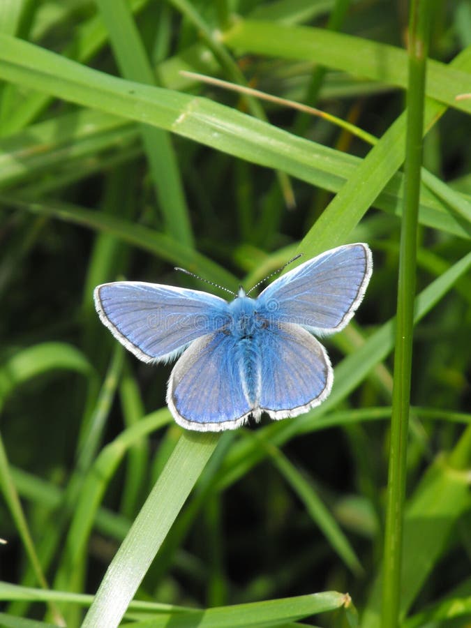 Farfalla Blu Comune Del Maschio a Riposo Fotografia Stock - Immagine di ...
