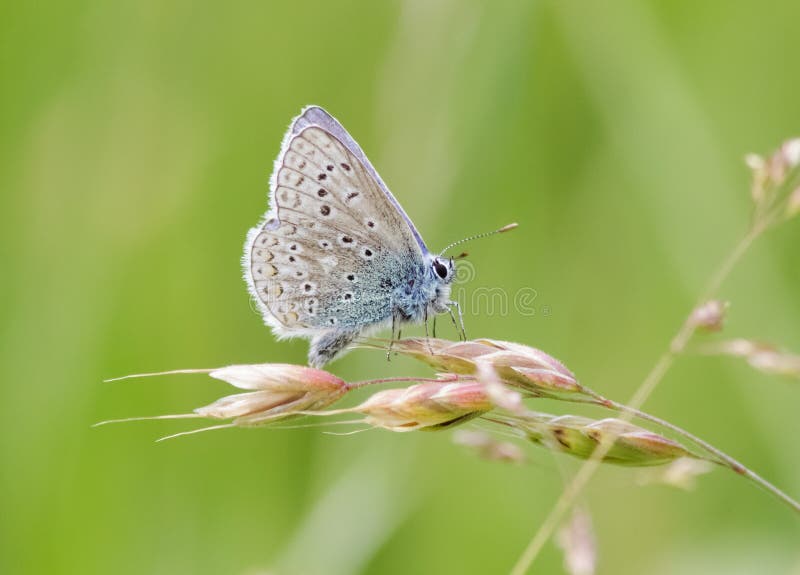 Farfalla Blu Comune (Polyommatus Icaro) Fotografia Stock - Immagine di ...