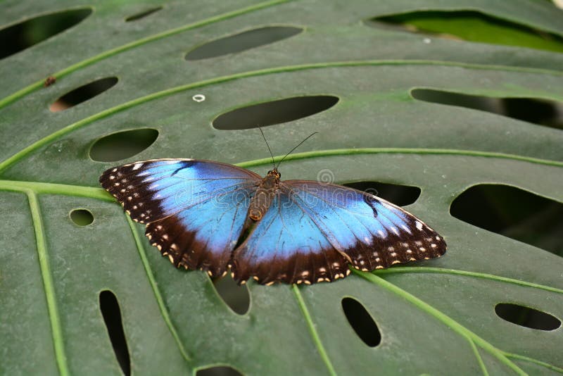 Farfalla blu di Morpho immagine stock. Immagine di ventrale - 51604581