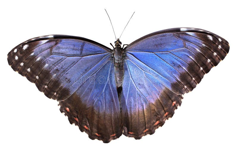 Statua Della Farfalla Isolata Su Bianco Immagine Stock - Immagine di ...