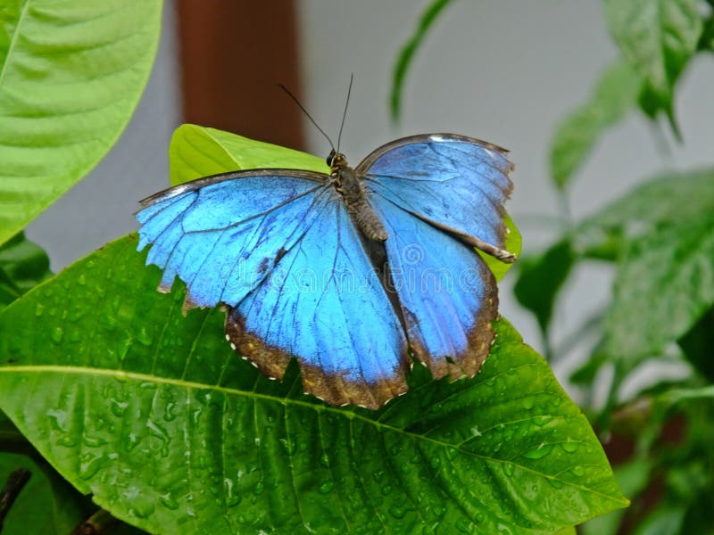 Farfalla Blu M. Di Morpho Menelaus Fotografia Stock - Immagine di ...