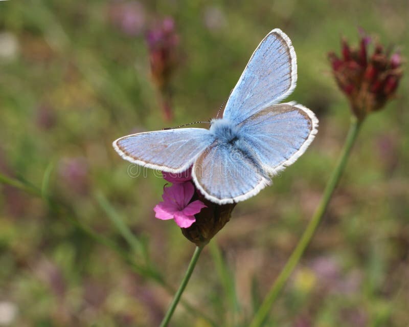Farfalla Blu (polyommatus Icaro) Fotografia Stock - Immagine di molla ...