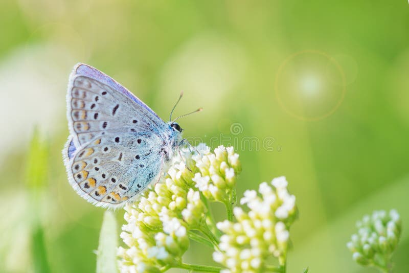 Farfalla Blu Su Un Fiore Bianco Fotografia Stock - Immagine di insetto ...