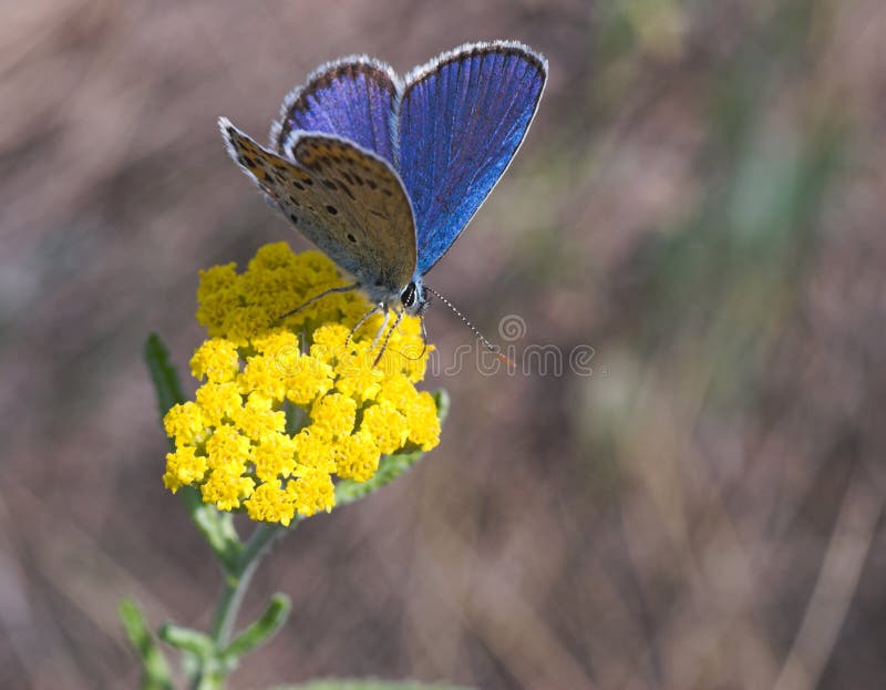 Farfalla Blu Sul Fiore Giallo Immagine Stock - Immagine di molla ...