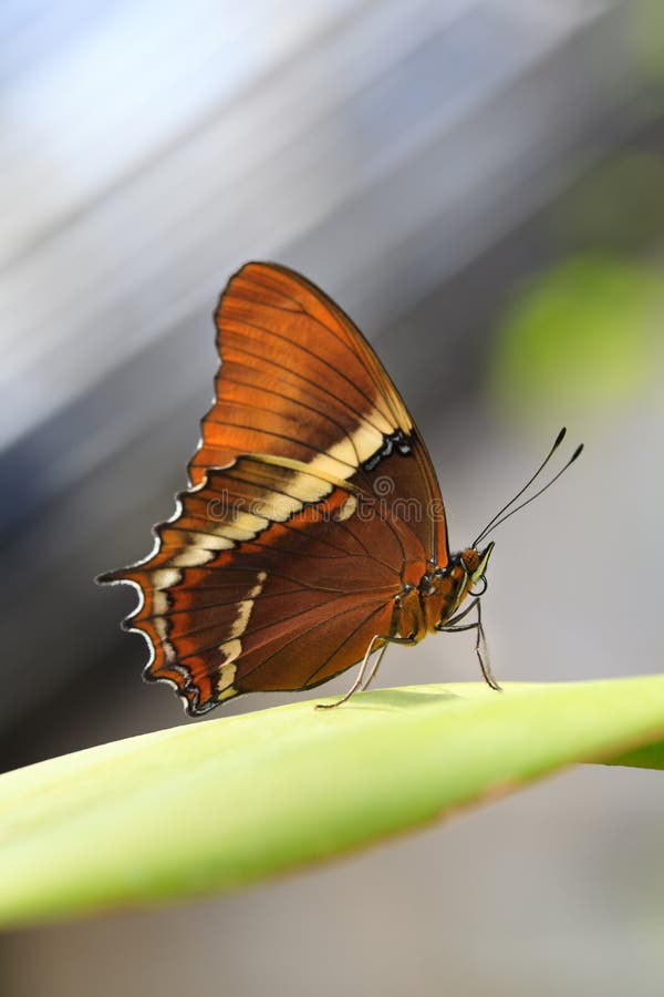 Farfalla Che Riposa Su Un Foglio Di Verde Lungo Fotografia Stock ...