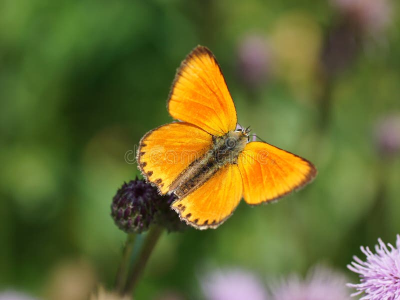 Farfalla Con Le Ali Aperte Rame Scarso, Virgaureae Del Lycaena ...