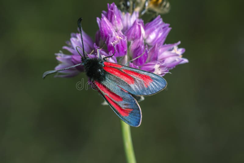 Farfalla Con Le Ali Brillantemente Vicino Colorate Fotografia Stock ...