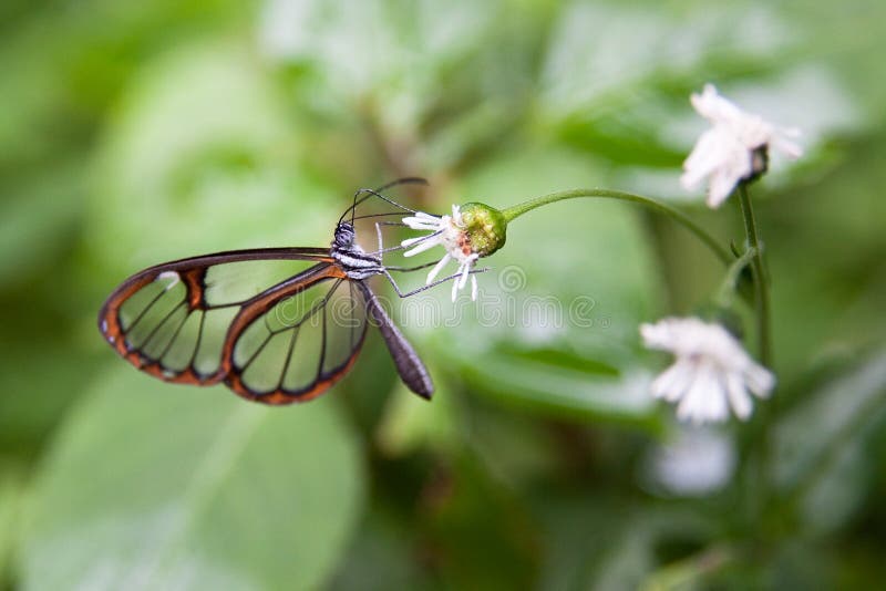 Farfalla Con Le Ali Trasparenti Fotografia Stock - Immagine di ...