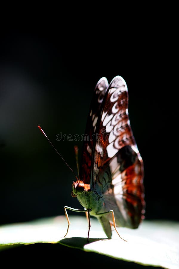 Farfalla Con Le Ali Variopinte Fotografia Stock - Immagine di foglio ...