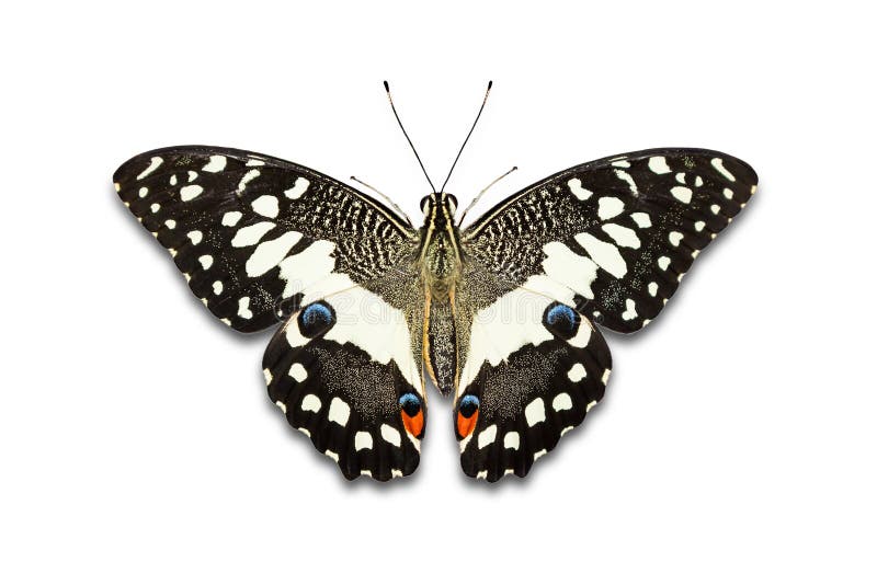 Farfalla della calce immagine stock. Immagine di vita - 39250659
