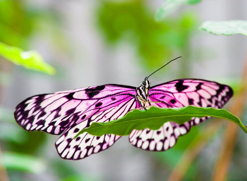 Farfalla Rosa Su Fondo Bianco Fotografia Stock - Immagine di fragilità ...