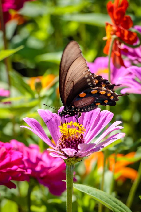 Farfalla Di Coda Di Rondine Di Pipevine Su Un Fiore Rosa Fotografia ...