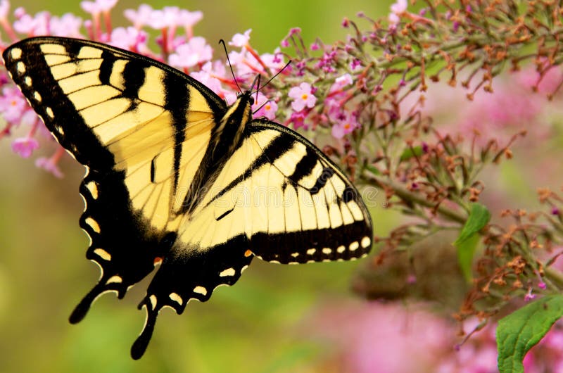 Farfalla Viola Macchiata Rossa Dell'ammiraglio Immagine Stock ...