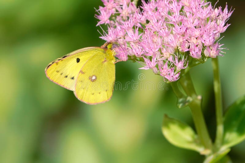 Farfalla gialla immagine stock. Immagine di naughty - 128098469
