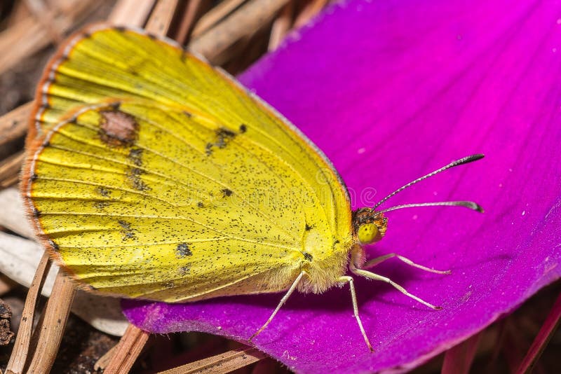 Farfalla gialla fotografia stock. Immagine di capelli - 52475764