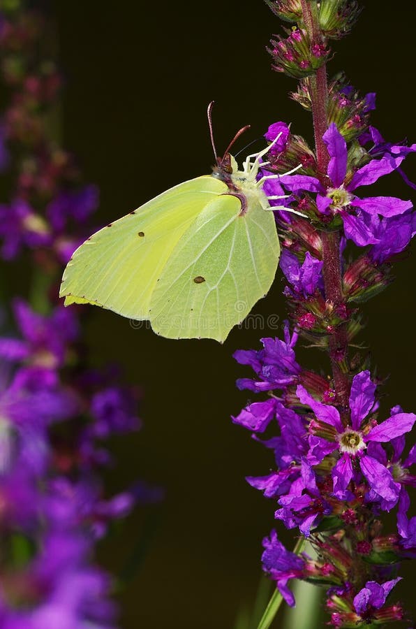 Farfalla gialla immagine stock. Immagine di brimstone, insetto - 773537