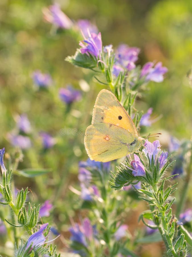 Farfalla gialla immagine stock. Immagine di antenne, vene - 16219995
