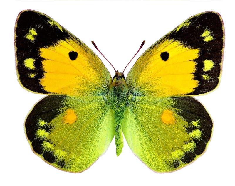 Farfalla Gialla Appannata Buio (croceus Di Colias) Fotografia Stock ...