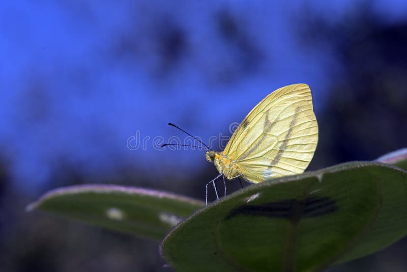 Farfalla Gialla Brasiliana Su Un Fondo Blu Immagine Stock - Immagine di ...