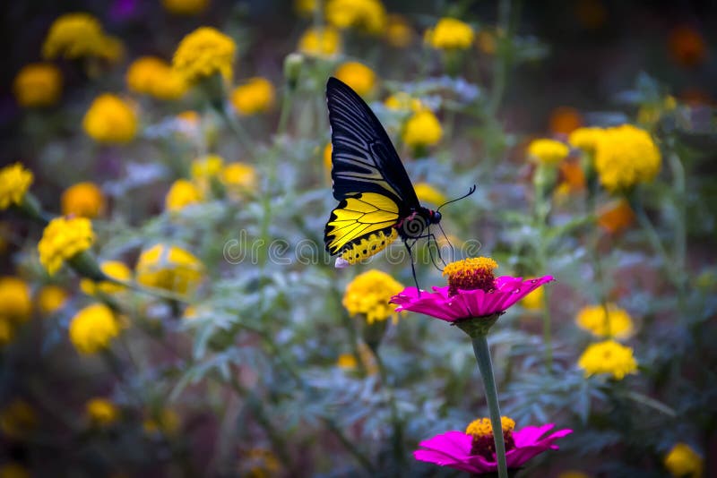 Farfalla Gialla E Nera Sul Fiore Immagine Stock - Immagine di naughty ...