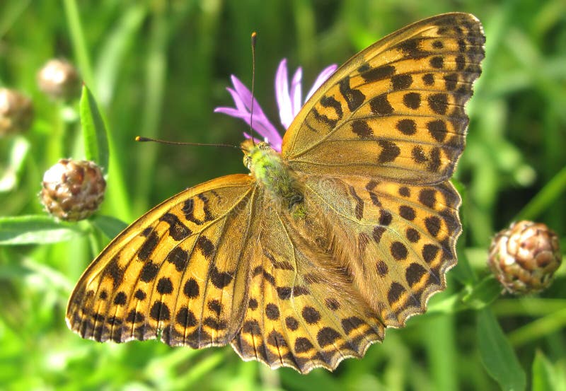 Farfalla gialla luminosa immagine stock. Immagine di alimentazione ...