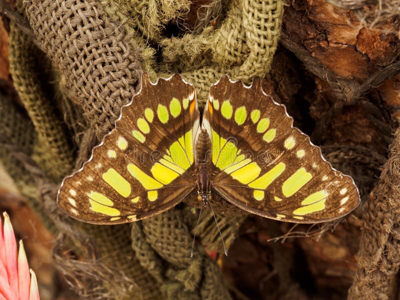 Farfalla Nera Gialla Macchiata Immagine Stock - Immagine di luminoso ...