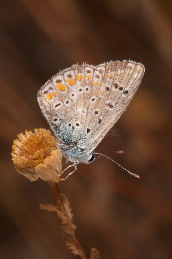 Farfalla (Polymmatus Icaro) Fotografia Stock - Immagine di colorato ...