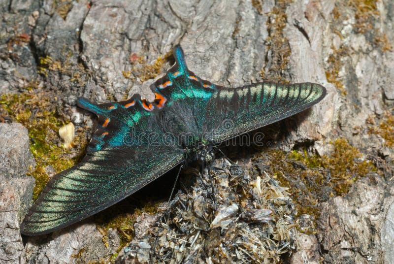 Farfalla (raddei Di Maackii F. Di Papilio) 4 Fotografia Stock ...